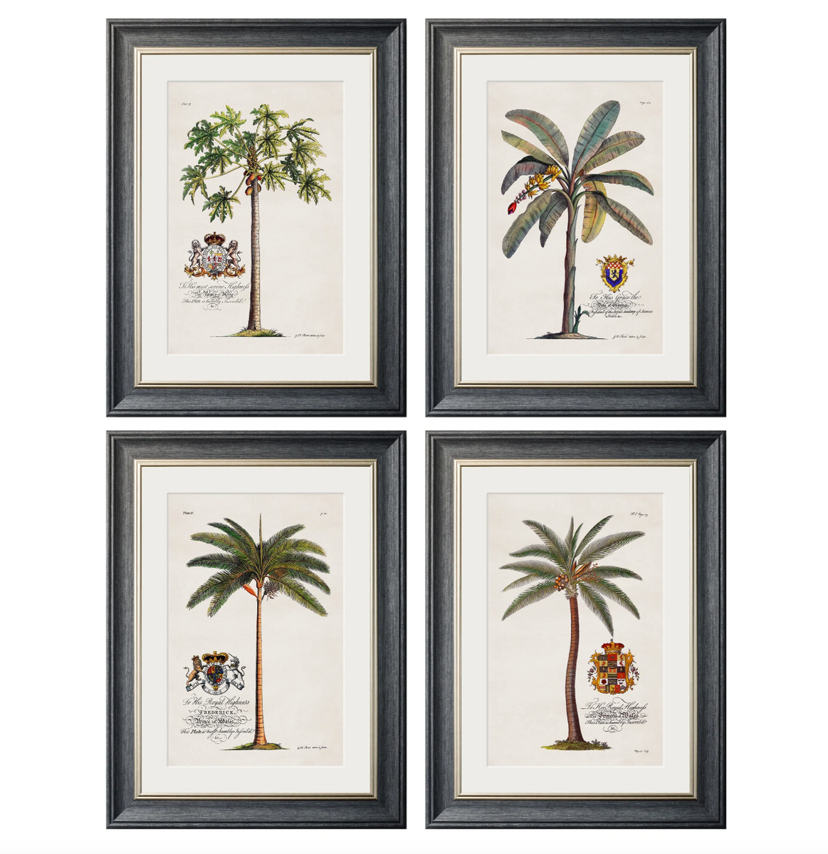 South American Palm Tree Framed Art Print - Pre order – Singapore ...